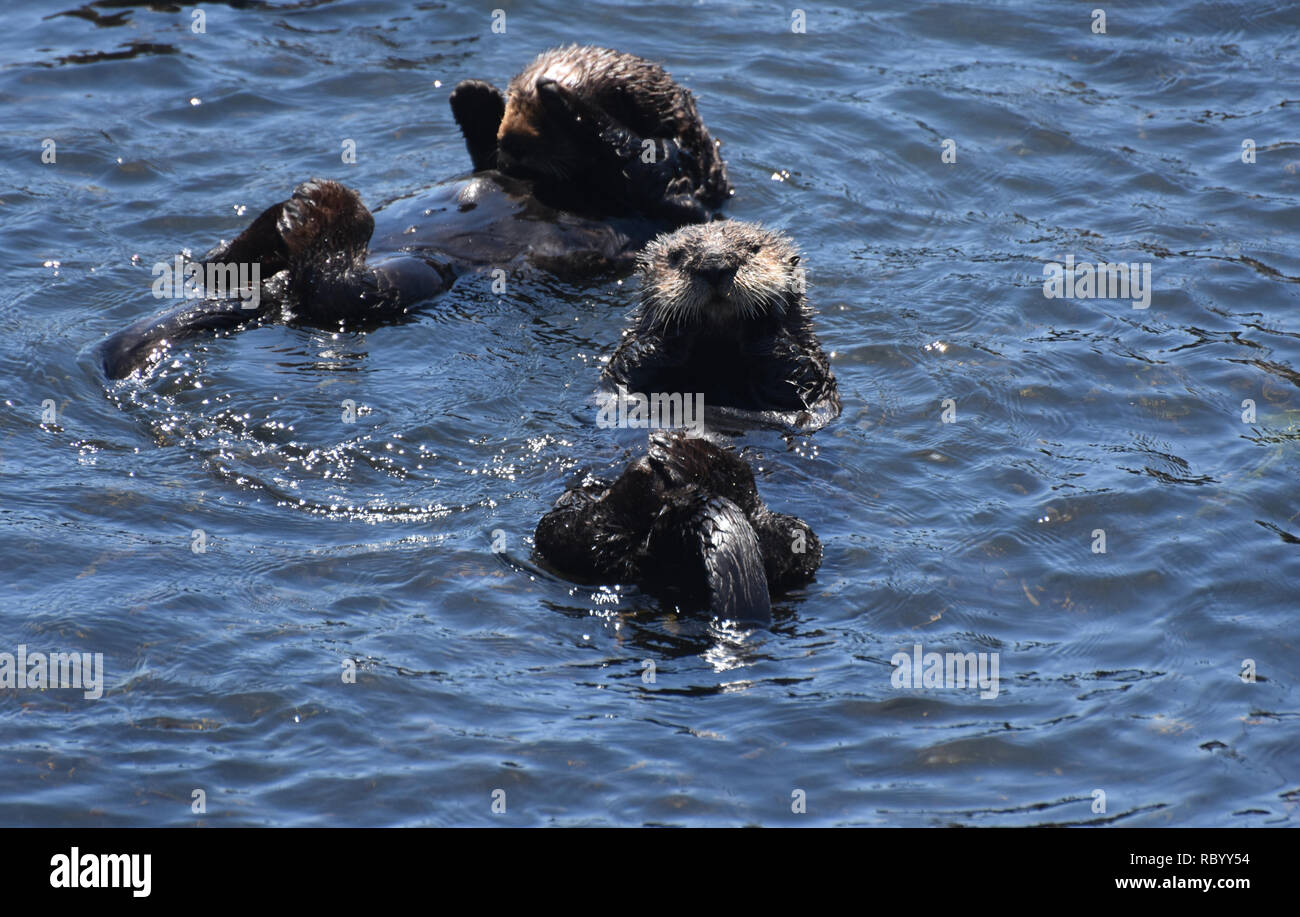 Beautiful pair of grooming sea otters floating along on his back Stock ...