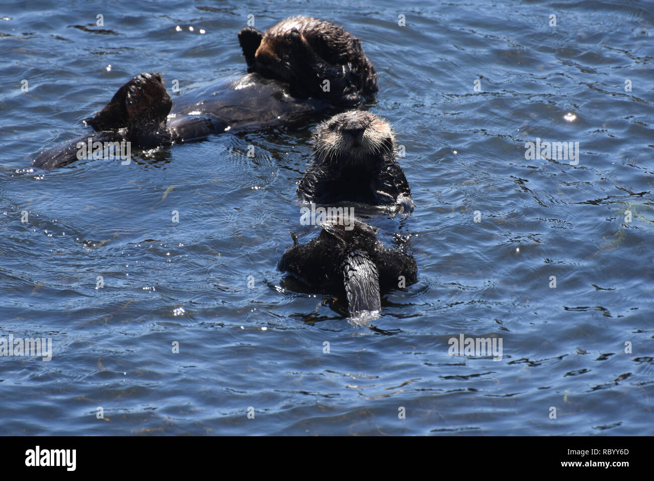 Beautiful pair of sea otters floating on their back in the ocean Stock ...