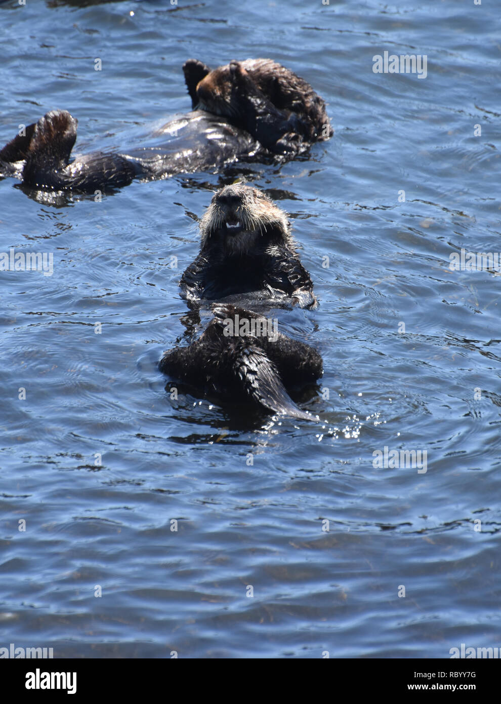Sea otters floating on their backs in the Pacific Ocean in California ...