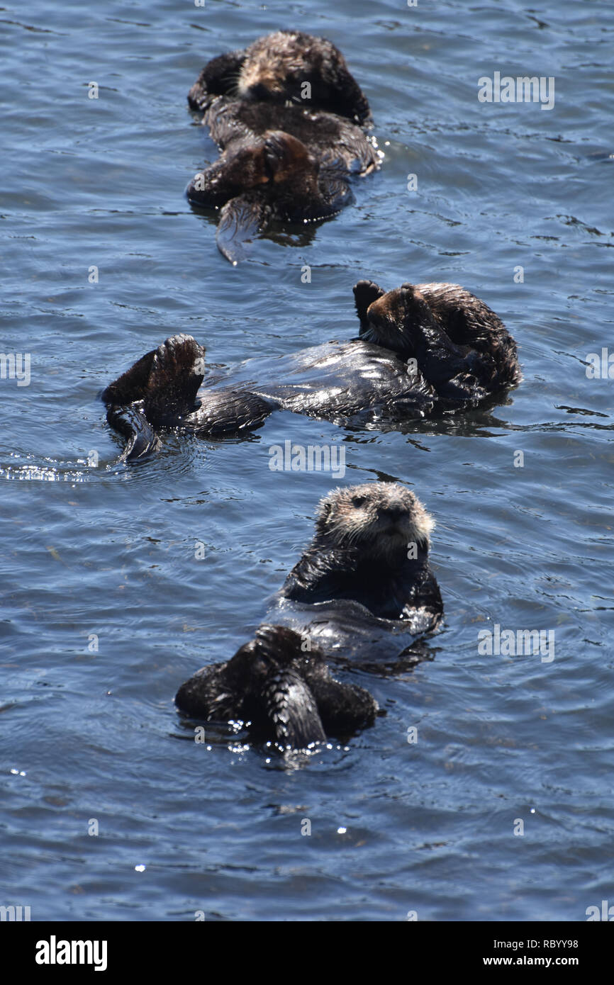 Adorable sea otters floating on their backs in the Pacific Ocean Stock ...