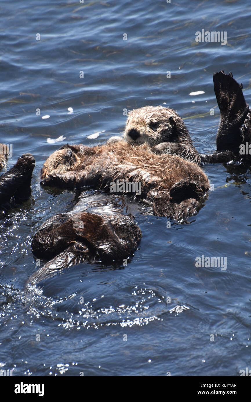 Adorable young sea otter floating on the stomach of it's mother Stock ...
