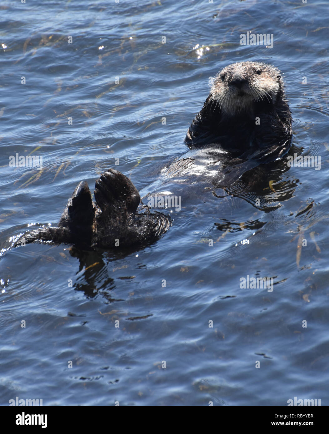 A close up look into the face of a sea otter floating on his back Stock ...