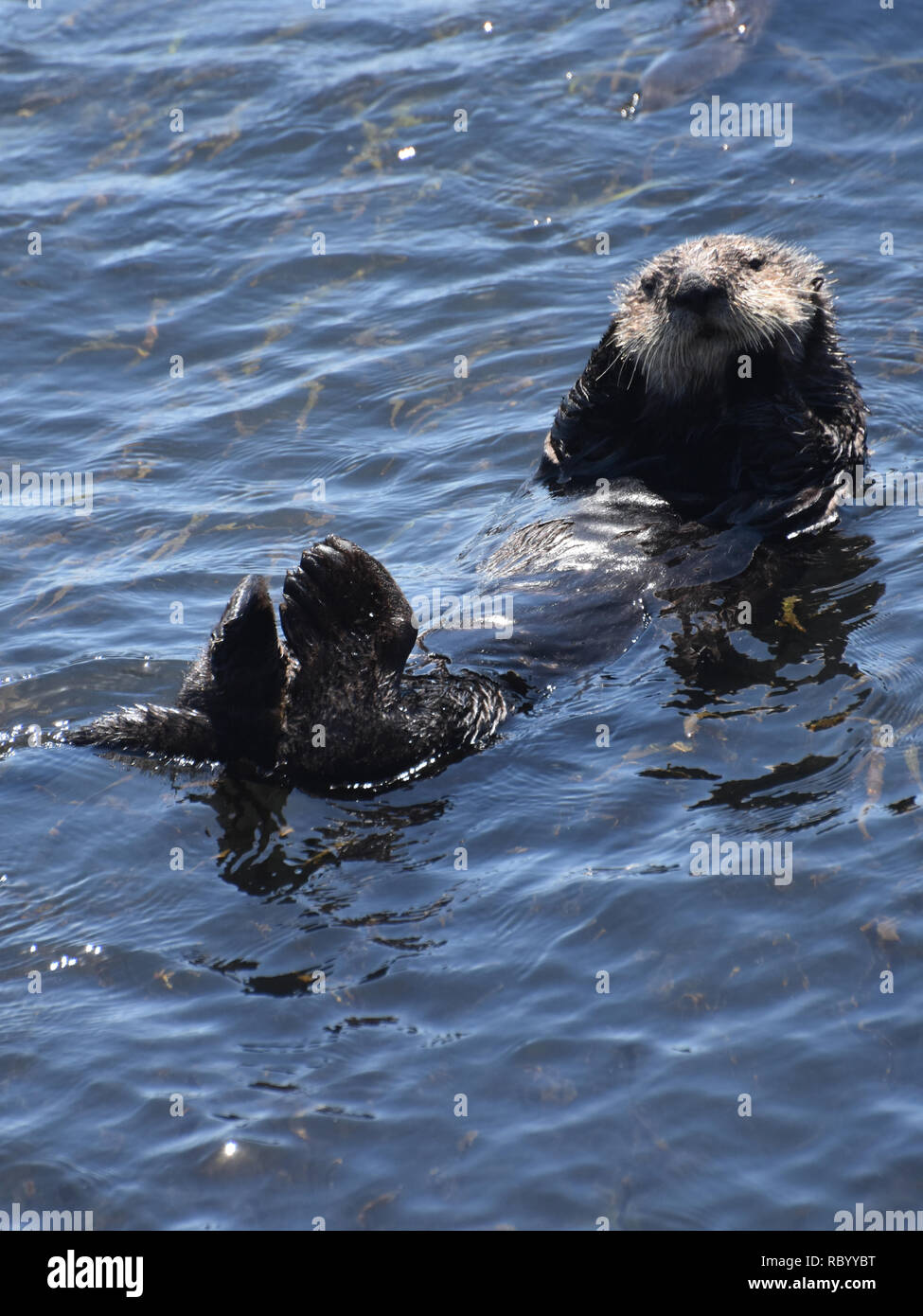Beautiful sea otter floating on his back in the Pacific Ocean Stock ...