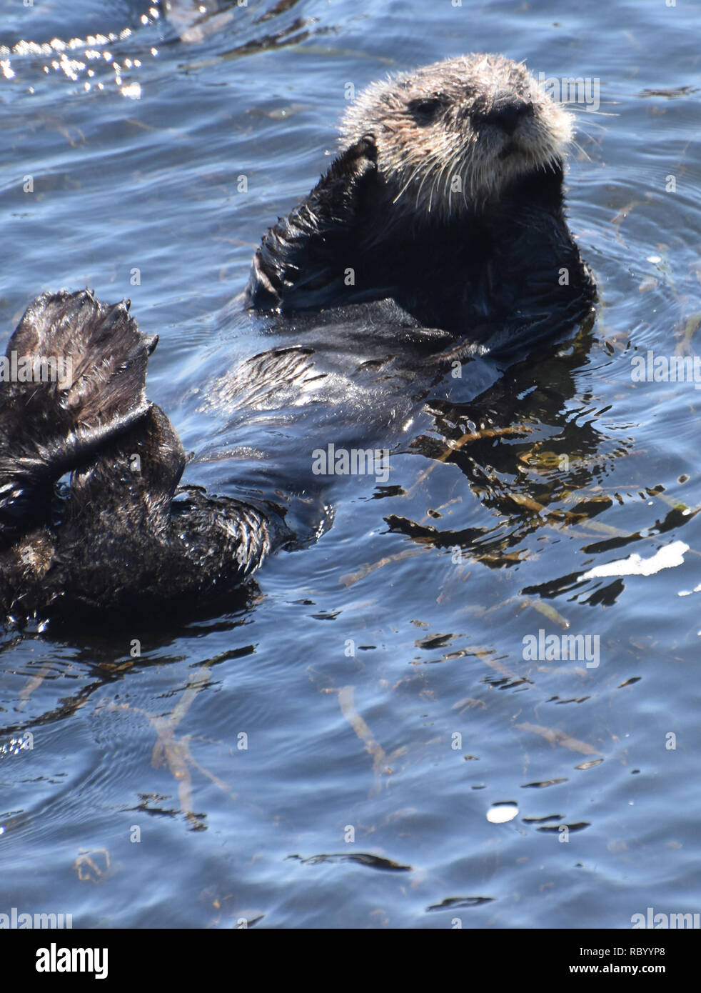 Really cute sea otter scratching his head while on his back Stock Photo ...