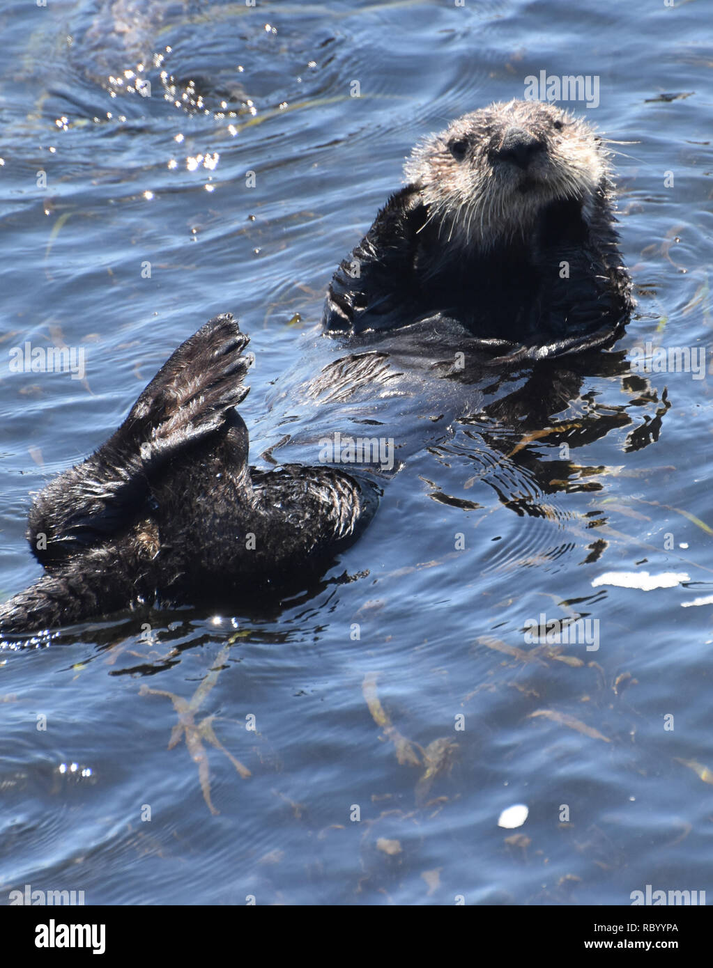 Beautiful day with a sea otter floating on his back Stock Photo - Alamy