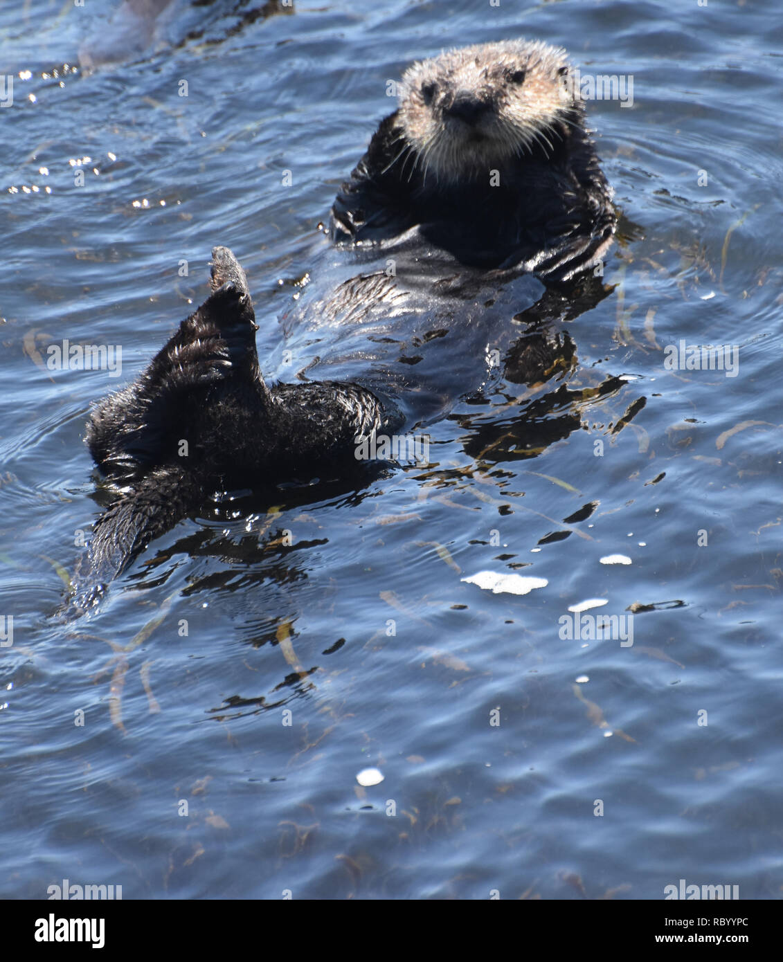 Great sea otter with a cute face floating on his back in the ocean ...