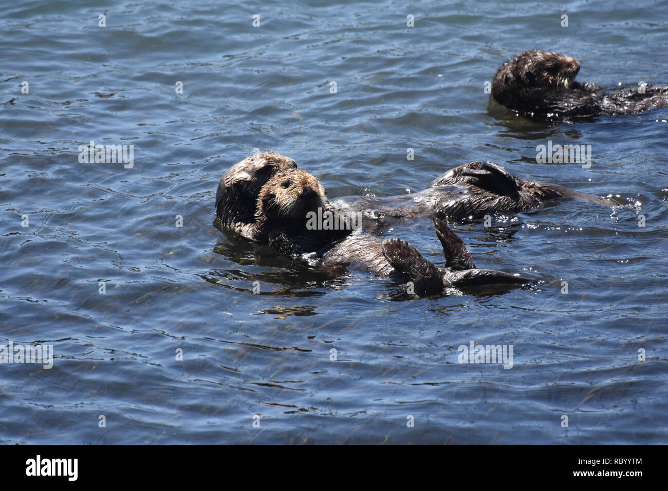 Cuddling and floating sea otters in the Pacific Ocean Stock Photo - Alamy