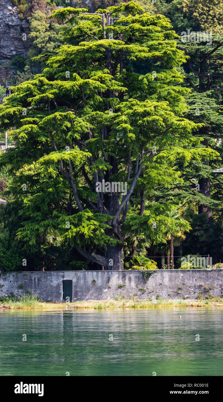 Big tree on lake coast. Lake Como summer shore view from ship board ...