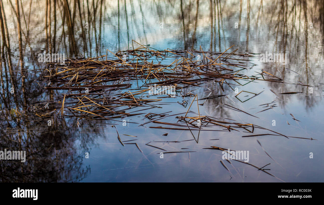 beautiful clear small lake with plants in it Stock Photo - Alamy