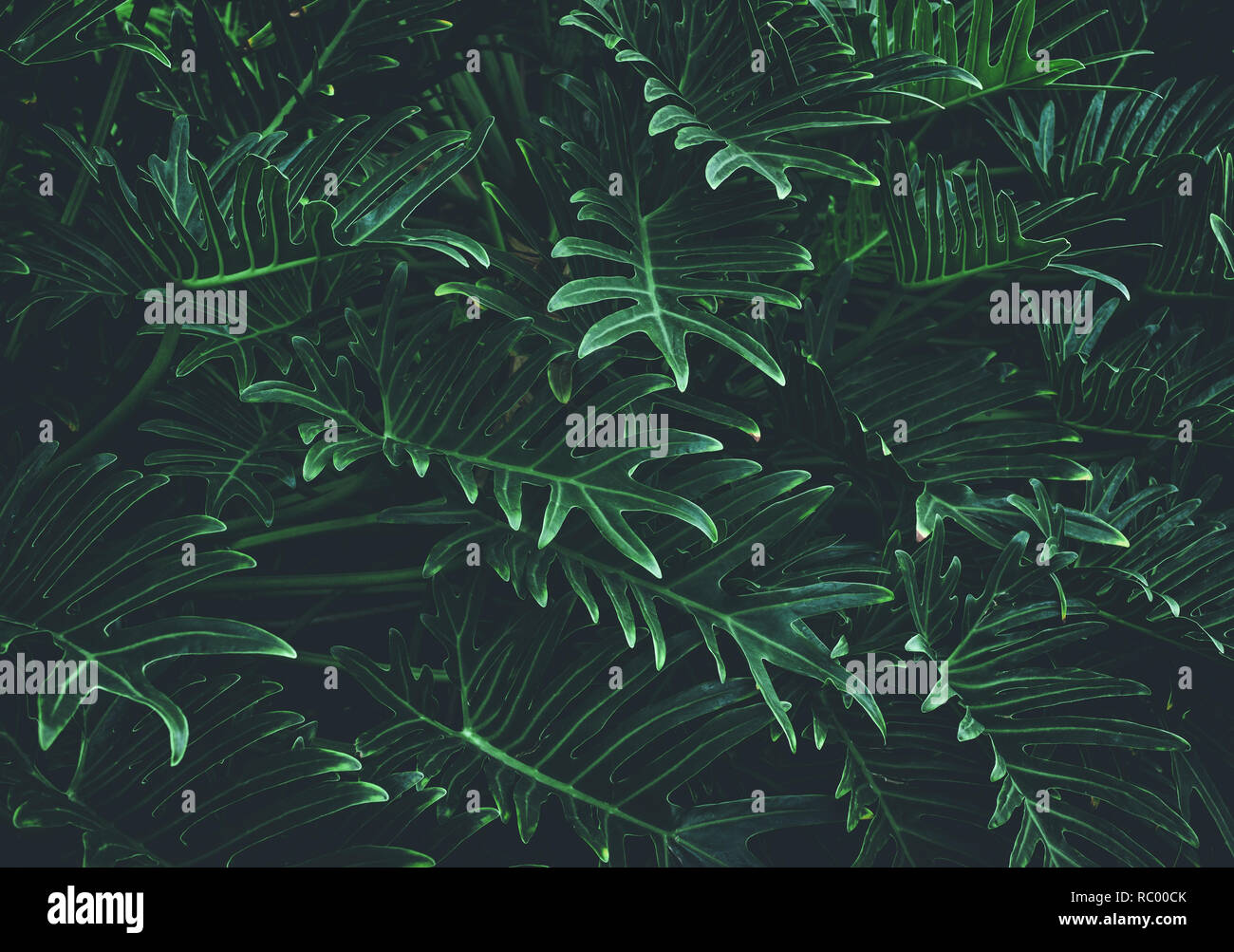 Tropical leaves background,jungle leaf close up Stock Photo - Alamy