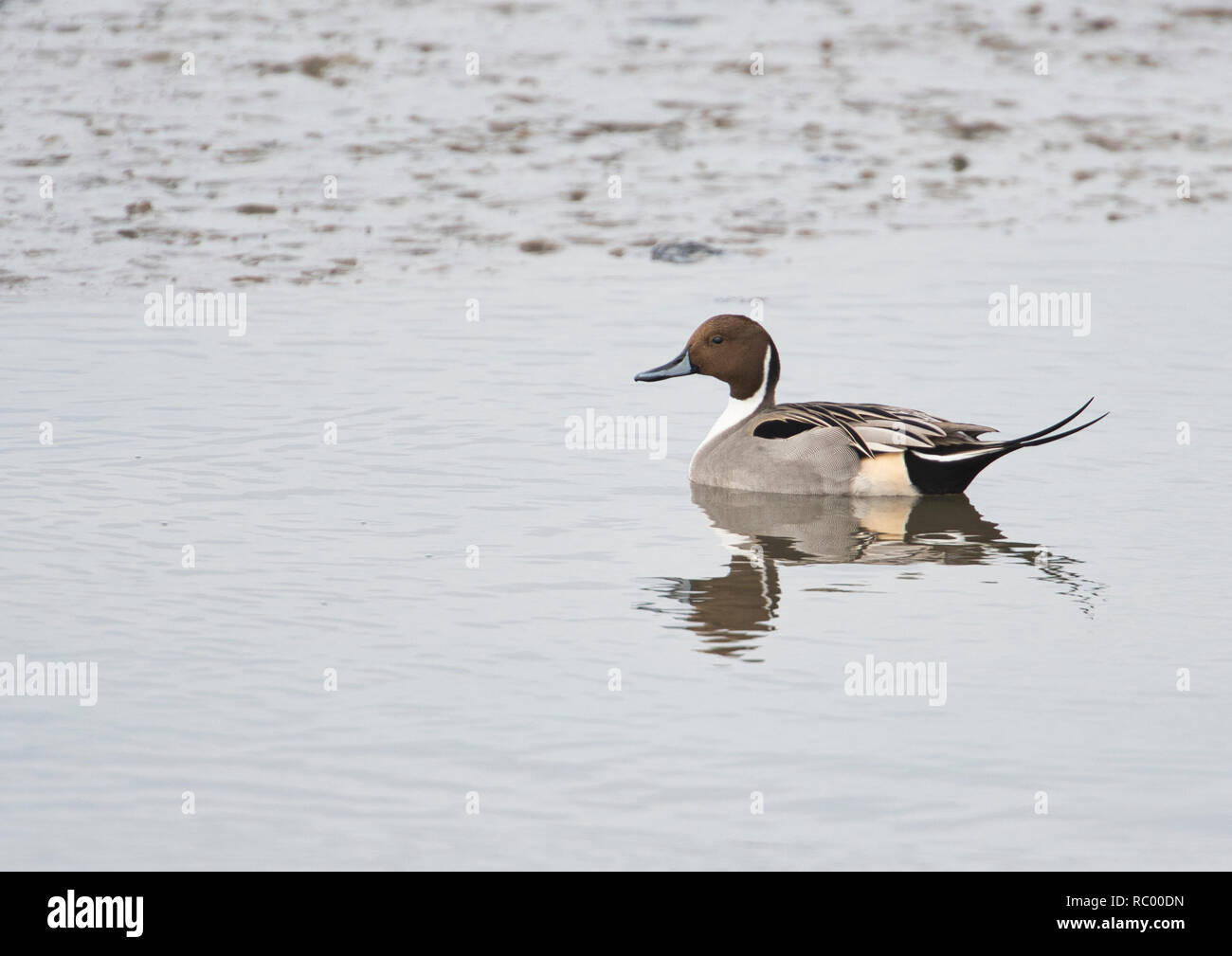 Drake northern pintail hi-res stock photography and images - Alamy