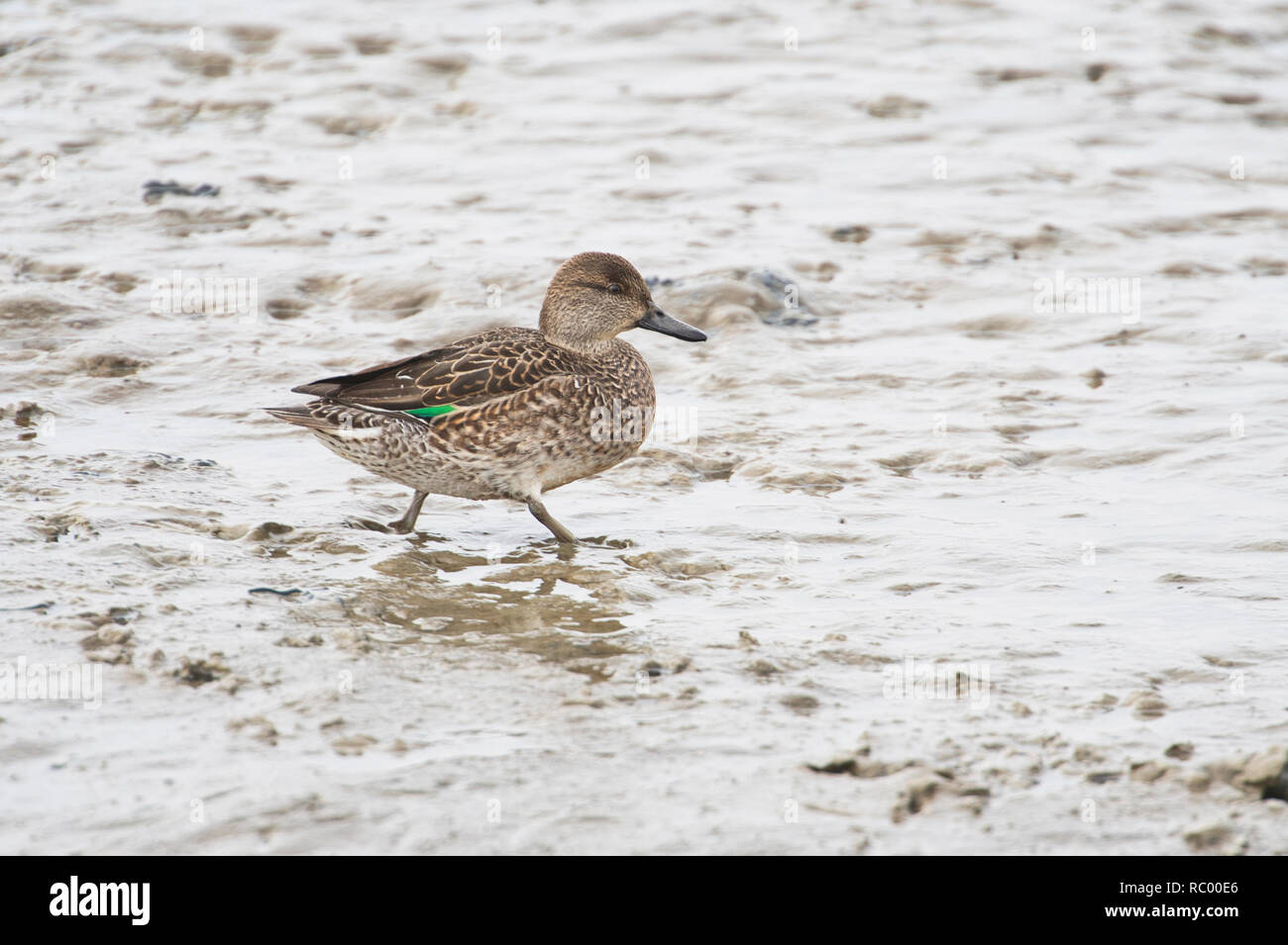 Female common teal hi-res stock photography and images - Alamy