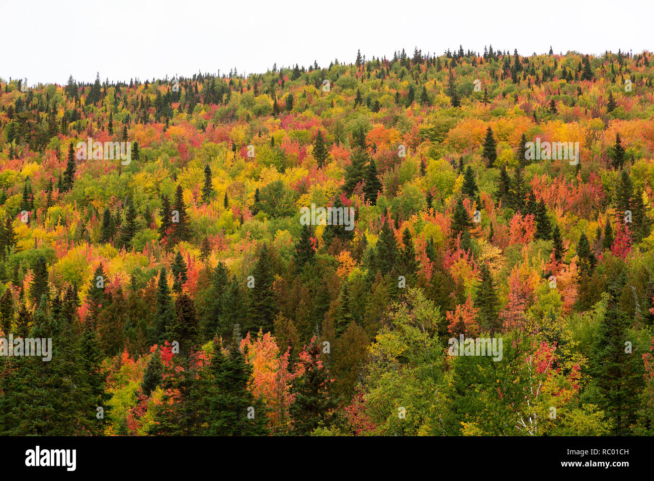Foliage of trees during autumn on the Gaspé Peninsual of Quebec, Canada ...