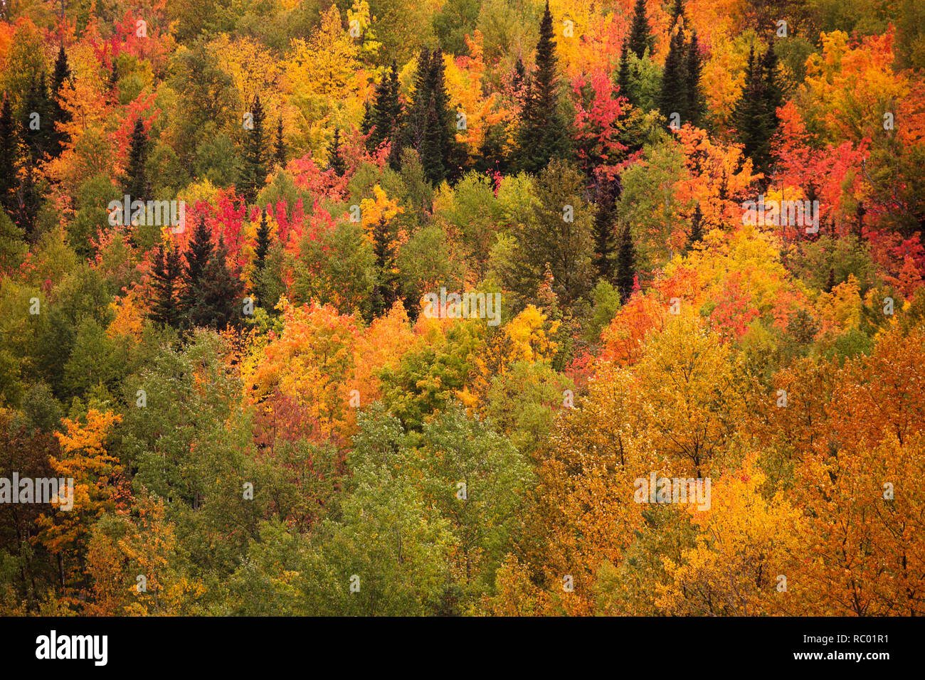 Fall foliage gaspe peninsula hi-res stock photography and images - Alamy