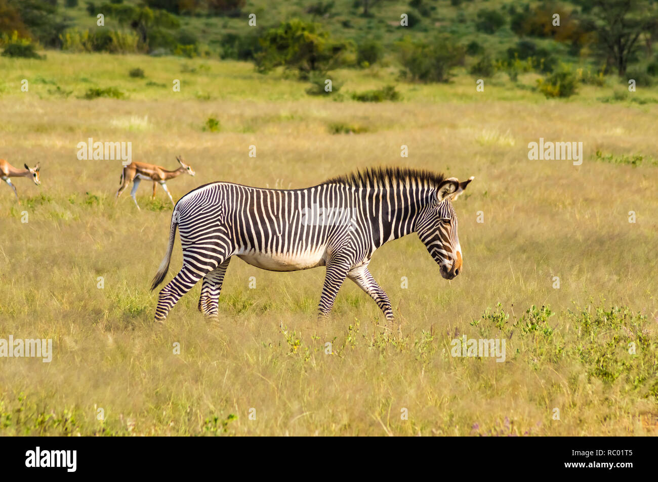 Isolated zebra walking in the savannah of Samburu Park in central Kenya ...