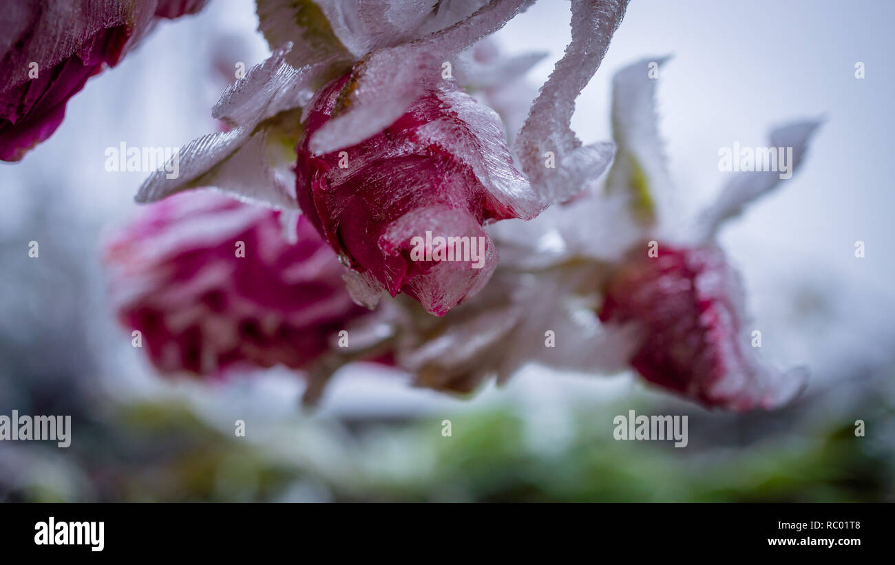 Frozen purple flowers hi-res stock photography and images - Alamy