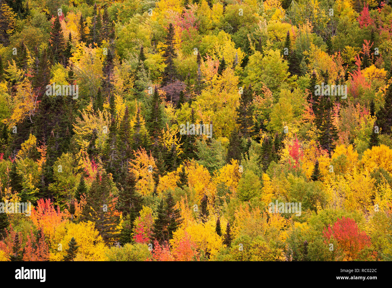 Foliage of trees during autumn on the Gaspé Peninsual of Quebec, Canada ...