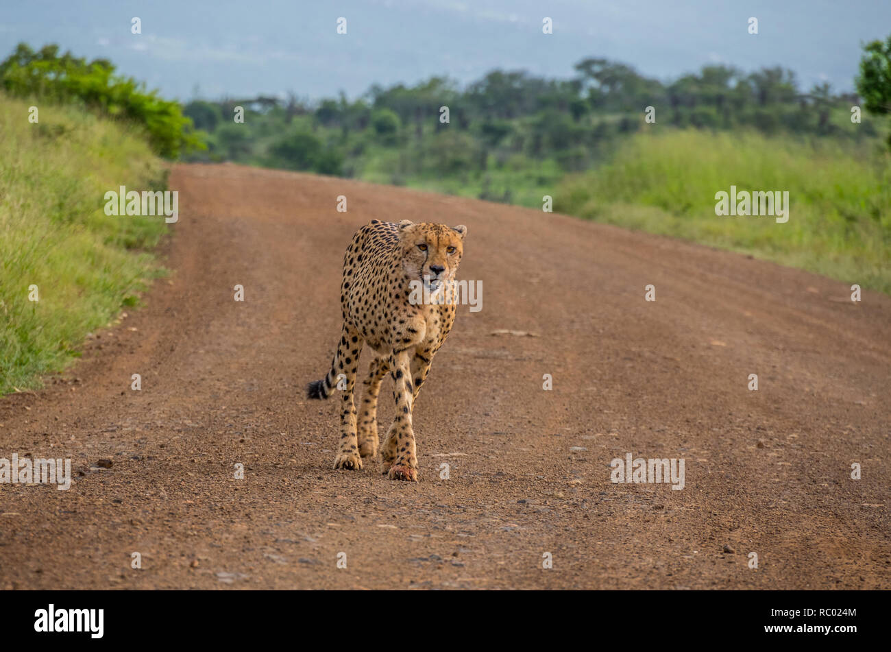 A sleek young cheetah male walks down a sandy stretch in the African ...