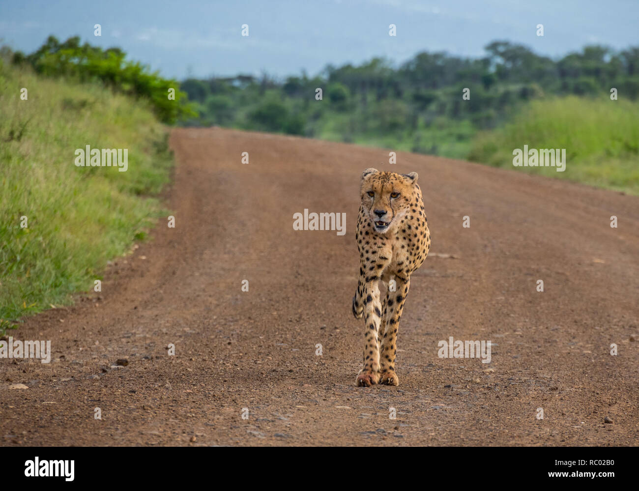 A sleek young cheetah male walks down a sandy stretch in the African ...