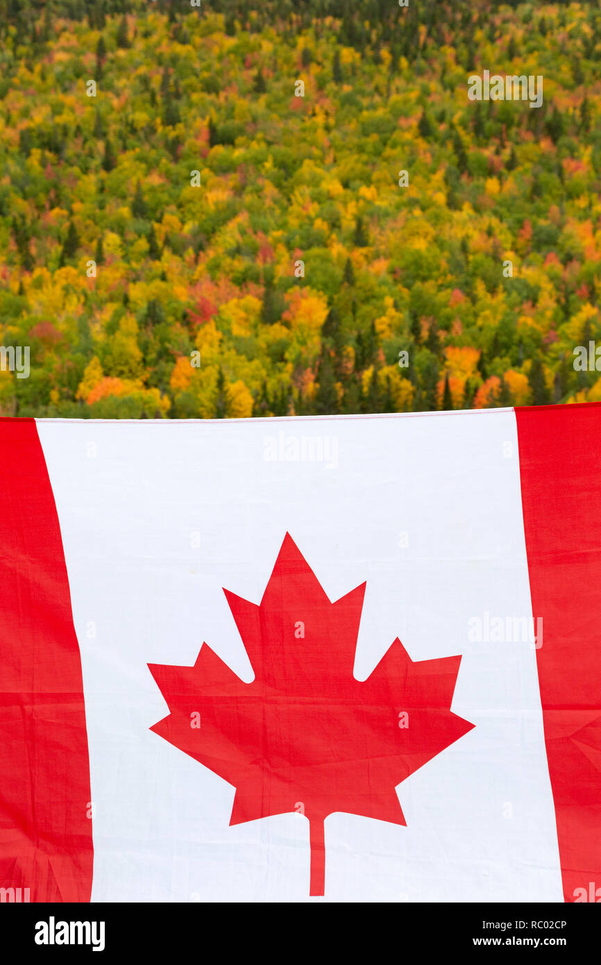 A Canadian flag by foliage of trees during autumn on the Gaspé ...