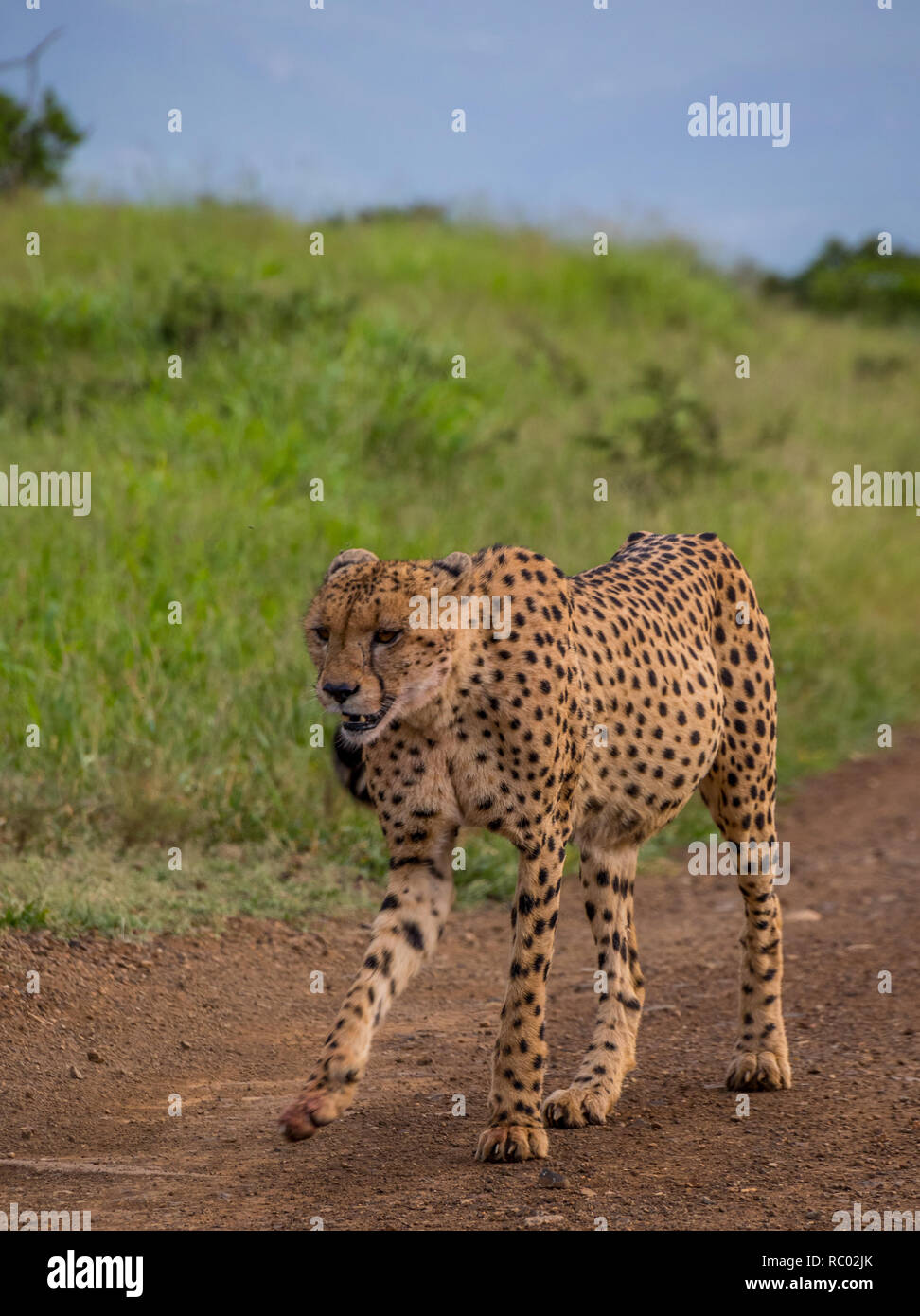 A sleek young cheetah male walks down a sandy stretch in the African ...
