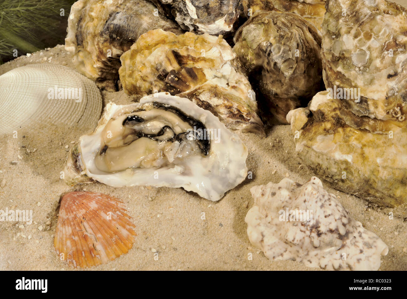 Austern wasser hi-res stock photography and images - Alamy