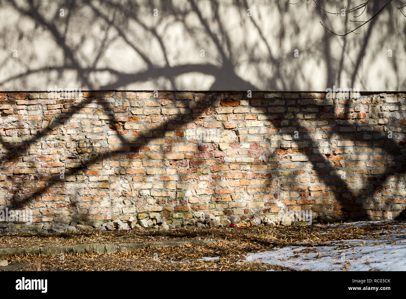 Old cracked wall with a shadow of a tree. Architecture and nature ...