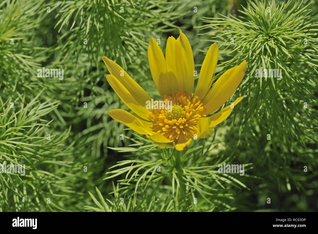 Adonisröschen, Adonis vernalis | Adonis vernalis, Yellow Pheasant's Eye ...