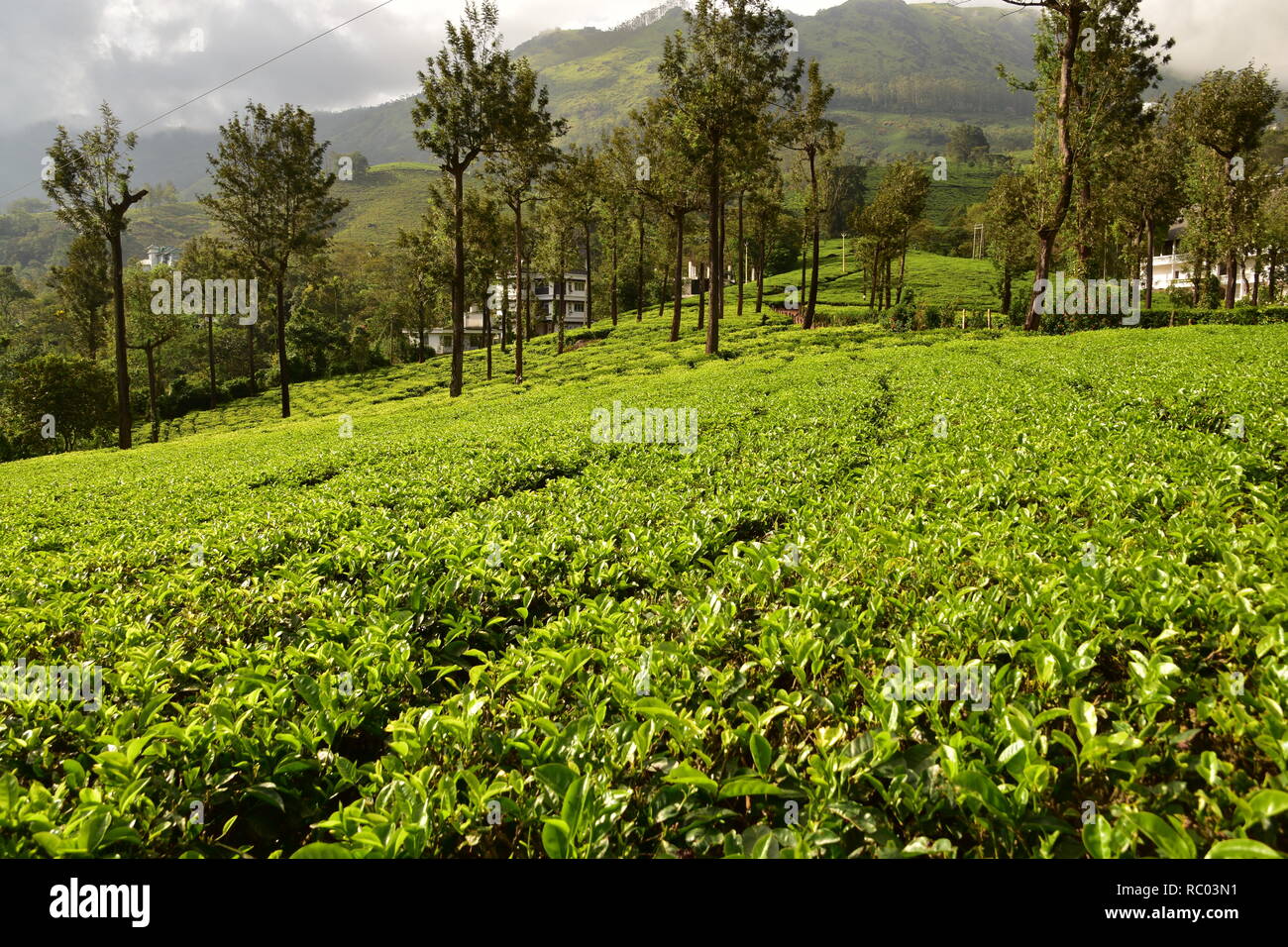 Kerala greenery hi-res stock photography and images - Alamy