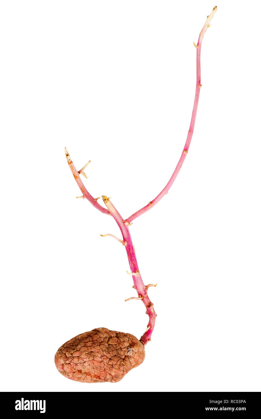 Old germinated pink potato isolated on white background. Big sprouts ...