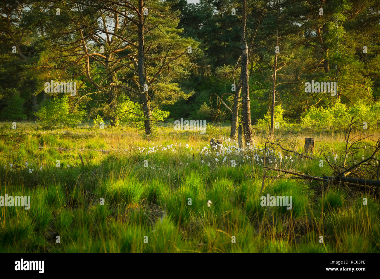 Cotton field park hi-res stock photography and images - Alamy