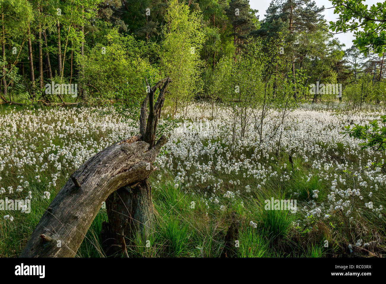 Cotton tree flowers hi-res stock photography and images - Alamy