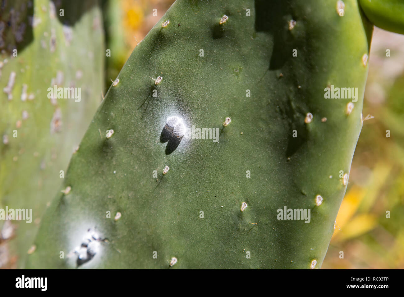 Cucumber cactus hi-res stock photography and images - Alamy