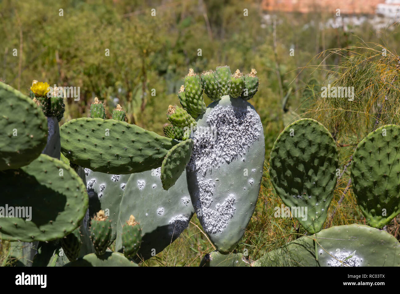 Cucumber cactus hi-res stock photography and images - Alamy