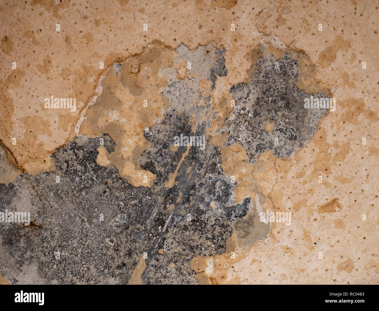 Scale in water hi-res stock photography and images - Alamy