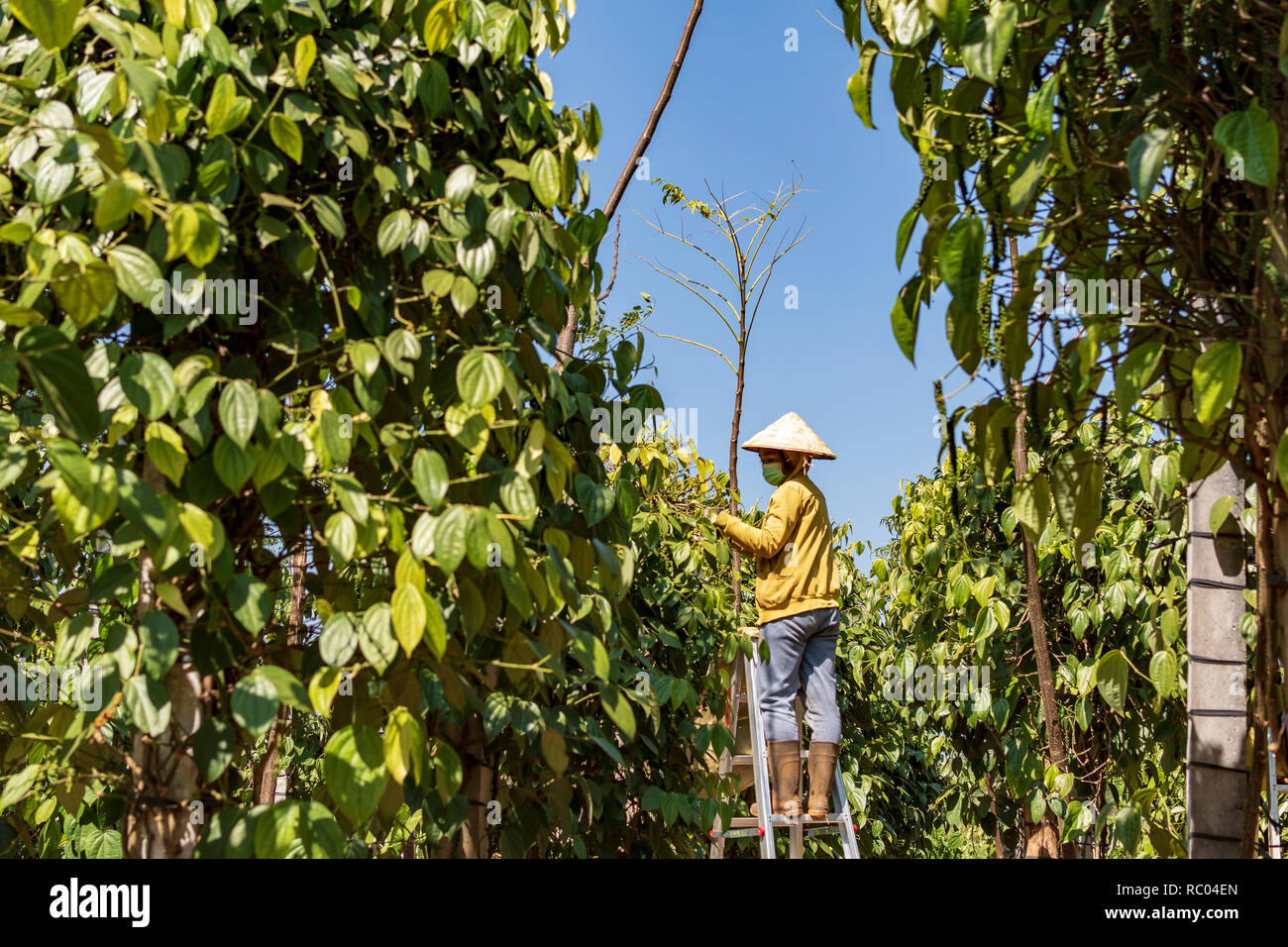 Bolaven loop hi-res stock photography and images - Alamy