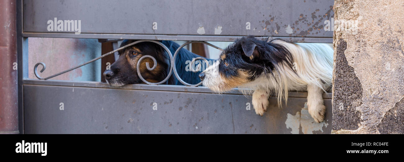 Two dogs looking through a fence Stock Photo - Alamy