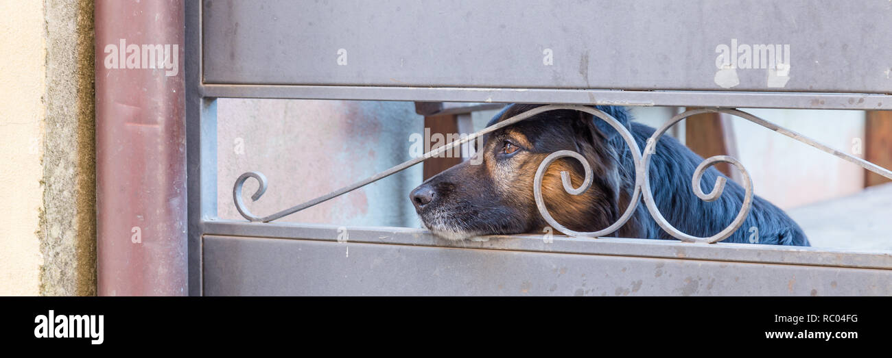 Dog looking through door hi-res stock photography and images - Alamy