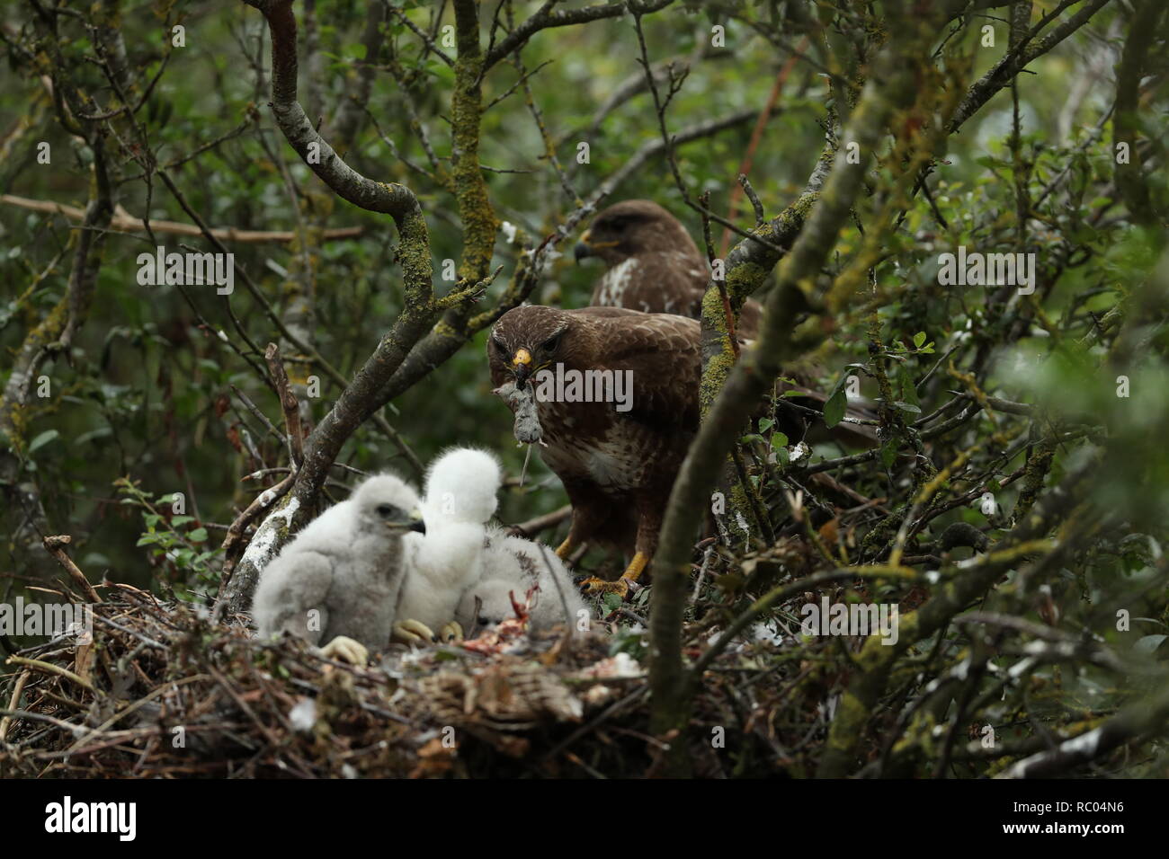 Buzzard feeding chicks Stock Photo - Alamy