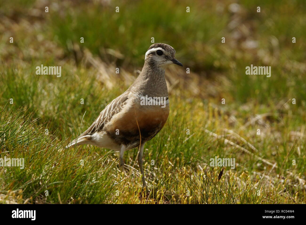 Female Dotterel High Resolution Stock Photography and Images - Alamy