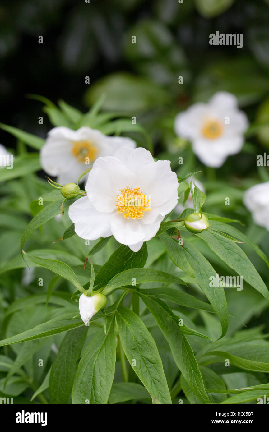 Paeonia Emodi High Resolution Stock Photography and Images - Alamy
