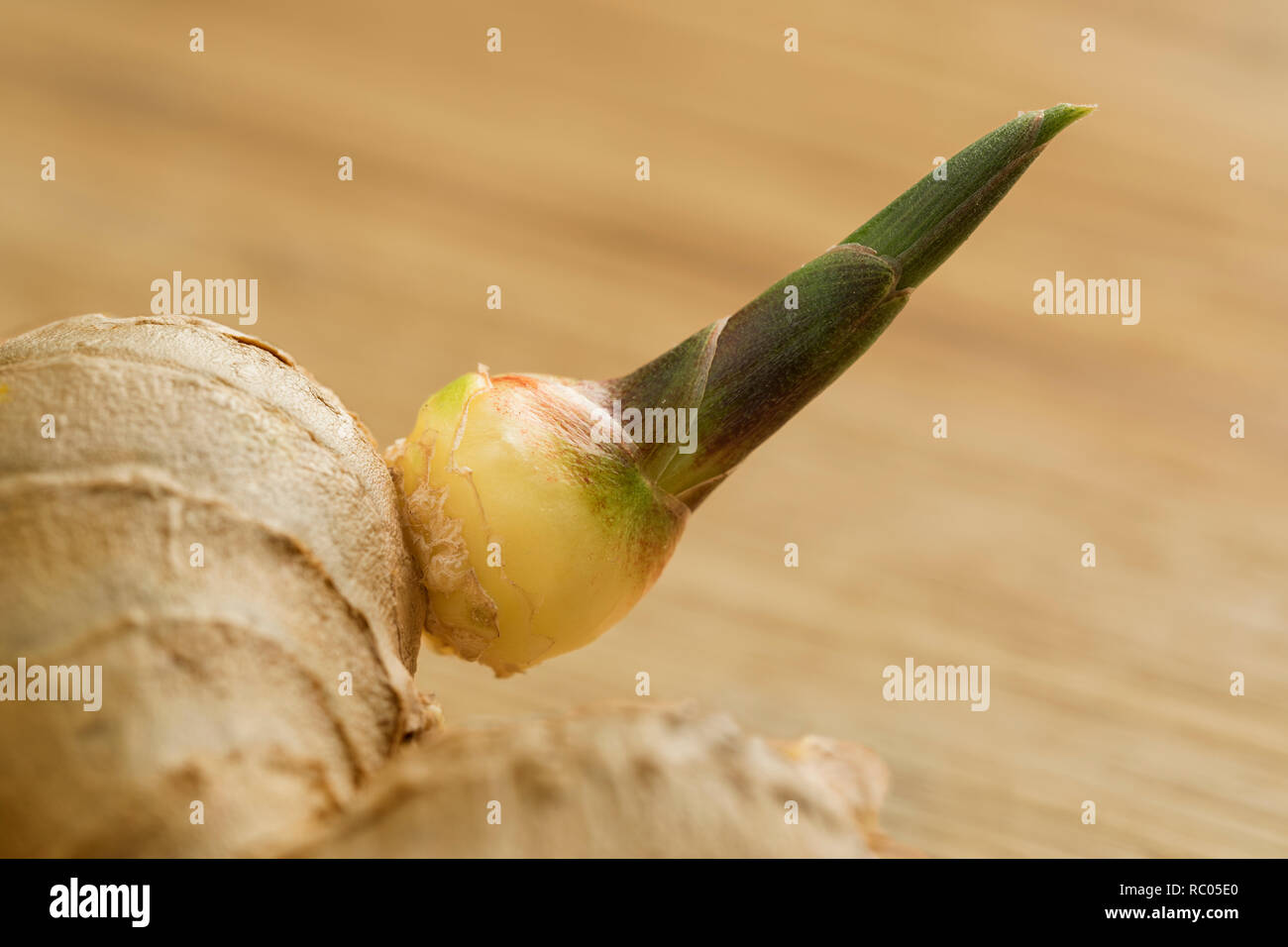 Ginger growth hi-res stock photography and images - Alamy Ginger growth hi-res stock photography and images - Alamy
