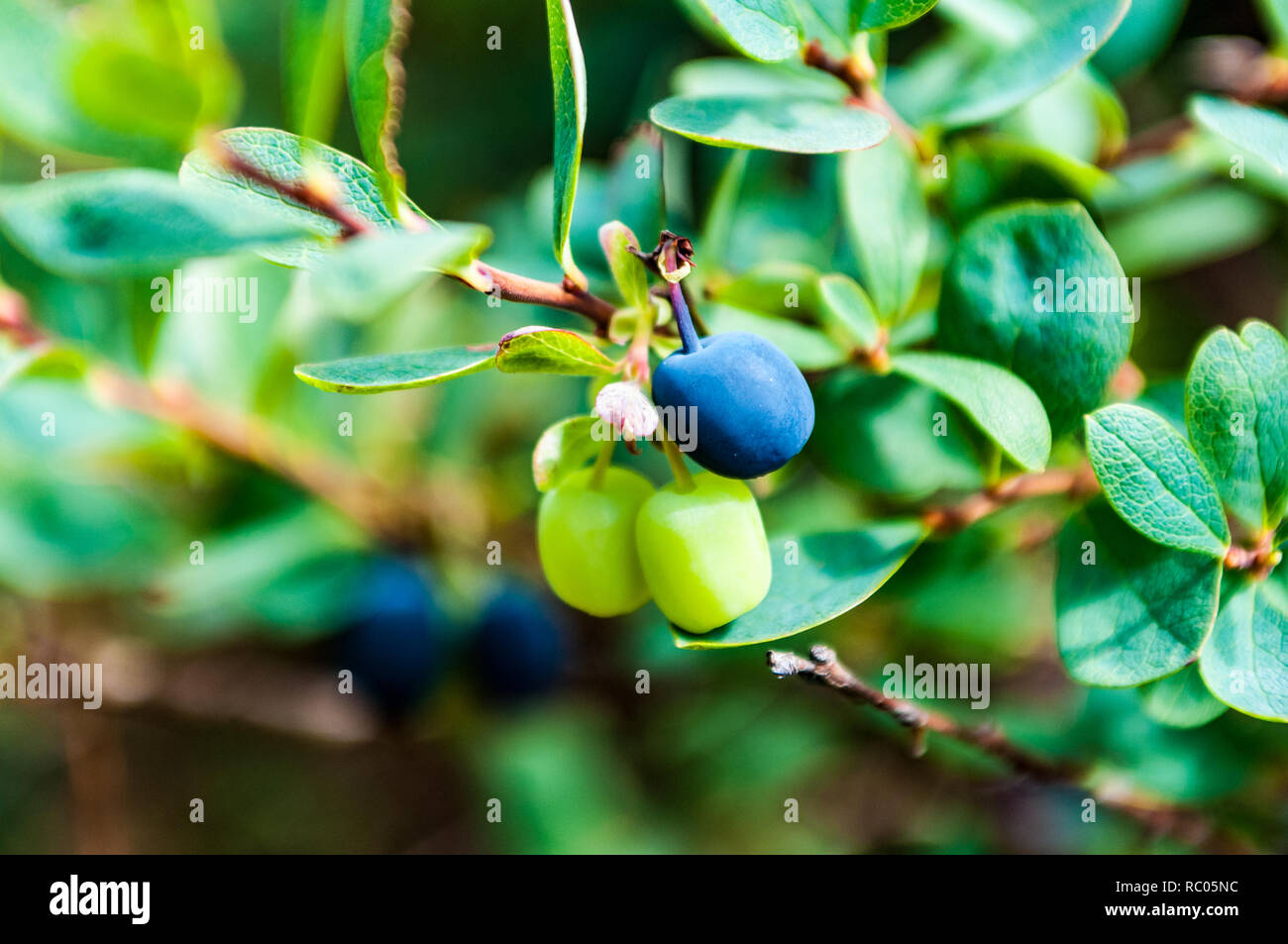 Ripe and unripe blueberries growing on a blueberry bush Stock Photo - Alamy