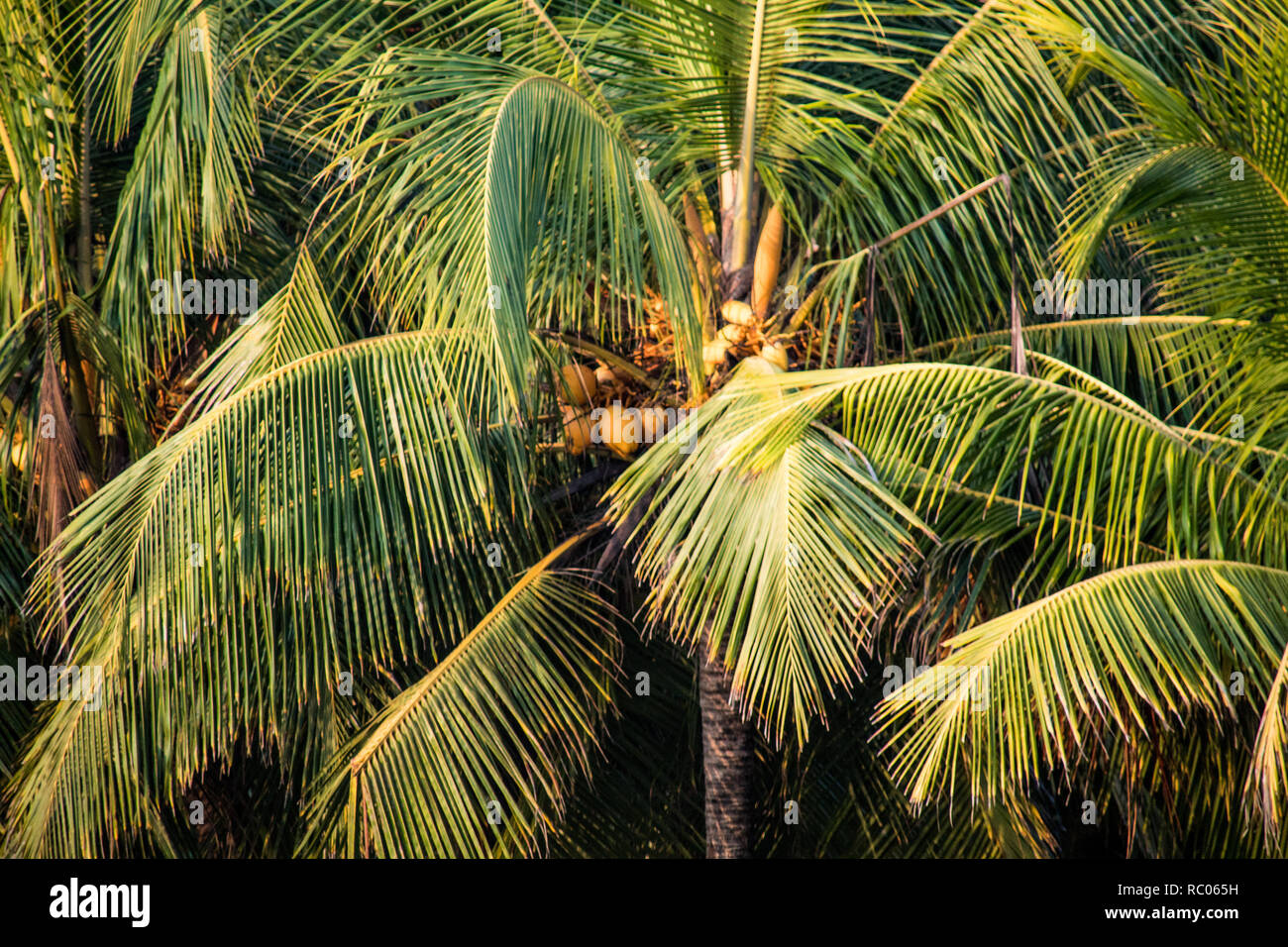A closeup photo of the foliage of a beautiful palm tree in Costa Rica ...