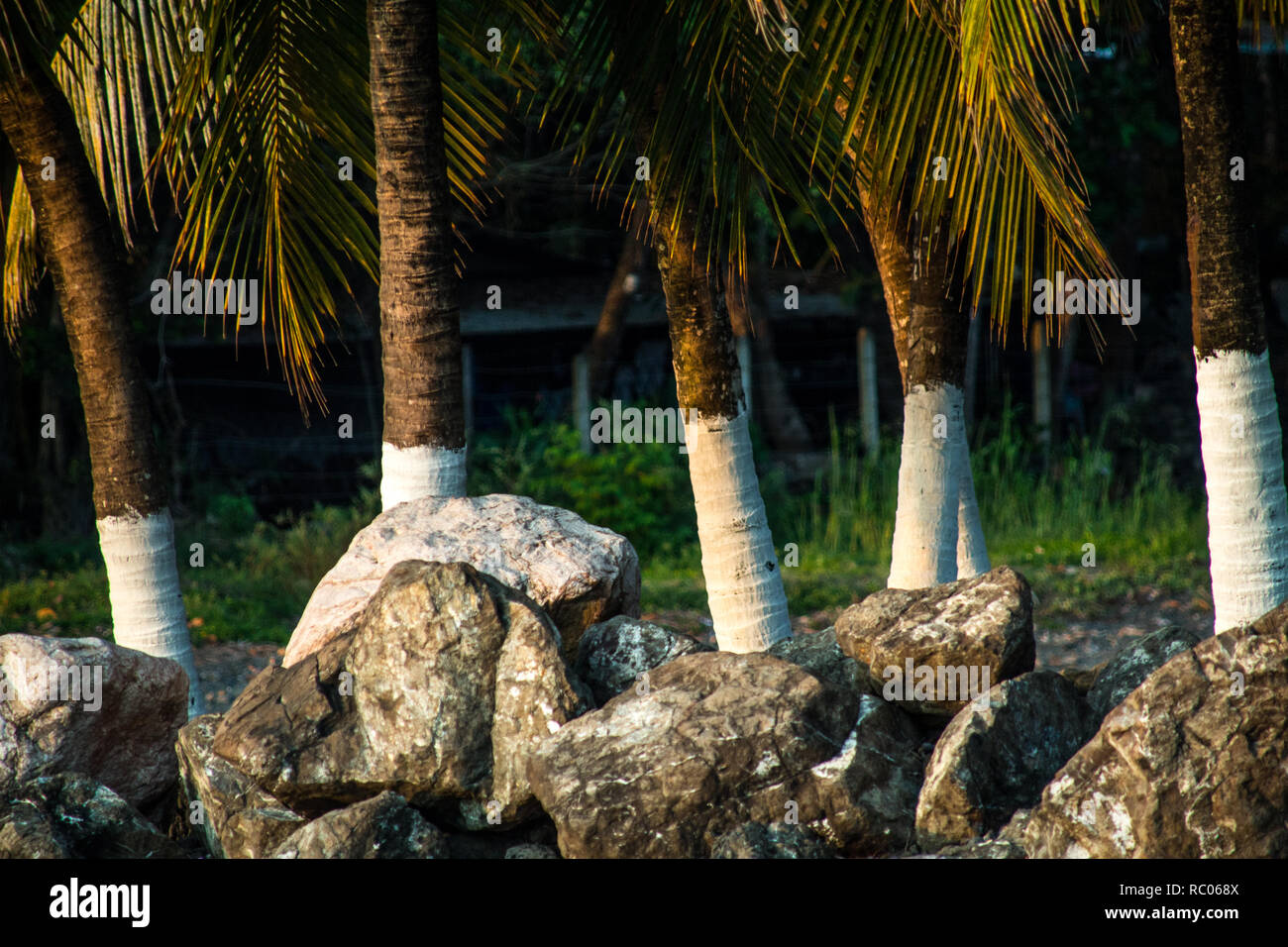 A photo of some beautiful palm tree trunks painted white Stock Photo ...