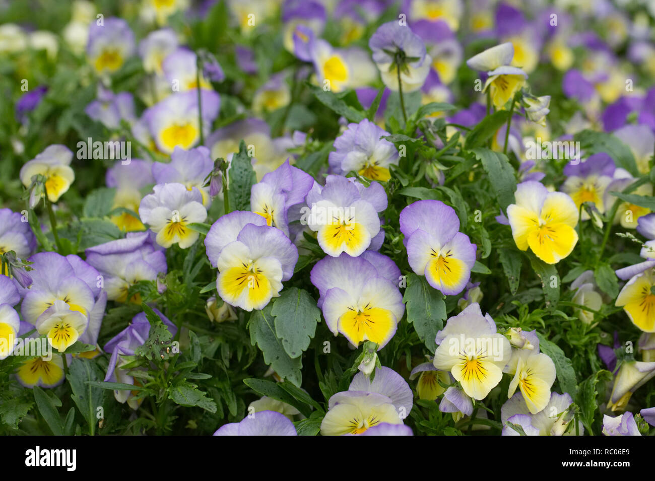 Blue violas flowers hi-res stock photography and images - Alamy