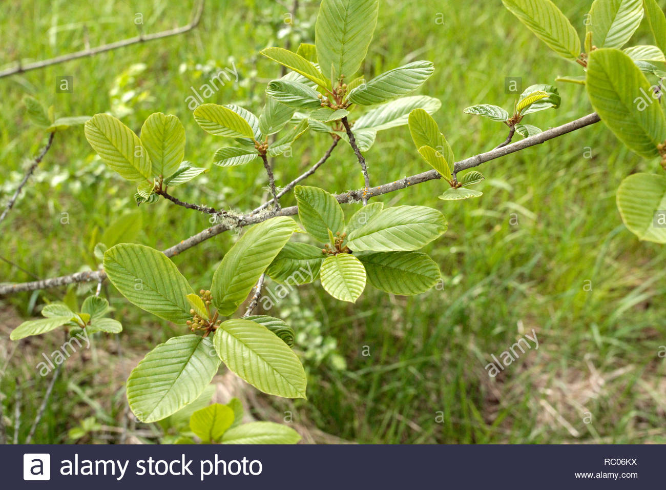 Cascara Stock Photos & Cascara Stock Images - Alamy