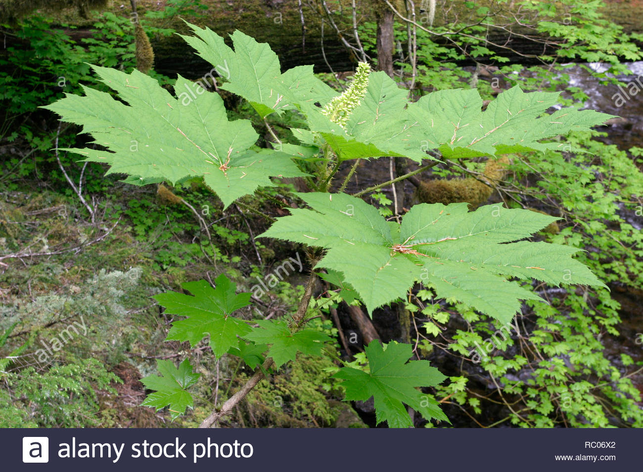 Devils Walking Stick Stock Photos & Devils Walking Stick Stock Images ...