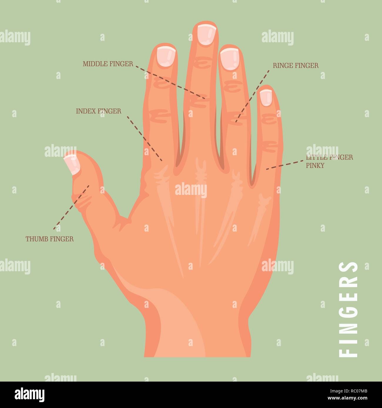 Finger Print Vector Vectors Stock Vector Images - Alamy