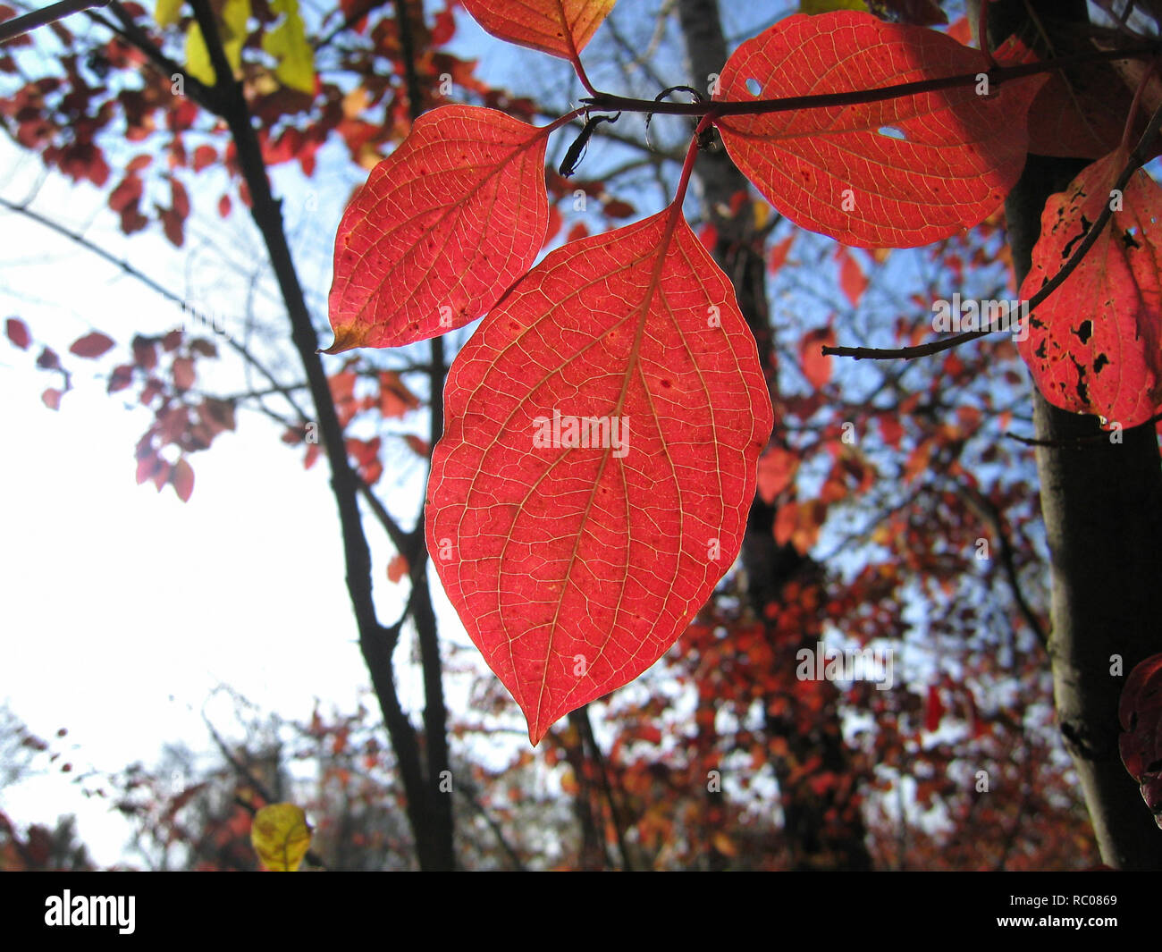 branch with bright red autumn leaves Stock Photo - Alamy